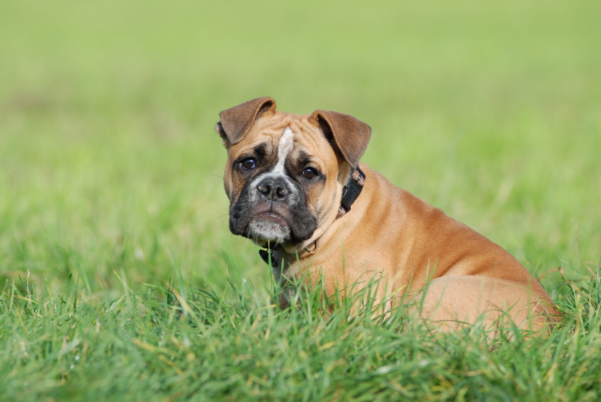 Old Englische Bulldogge Zuchter Bayern